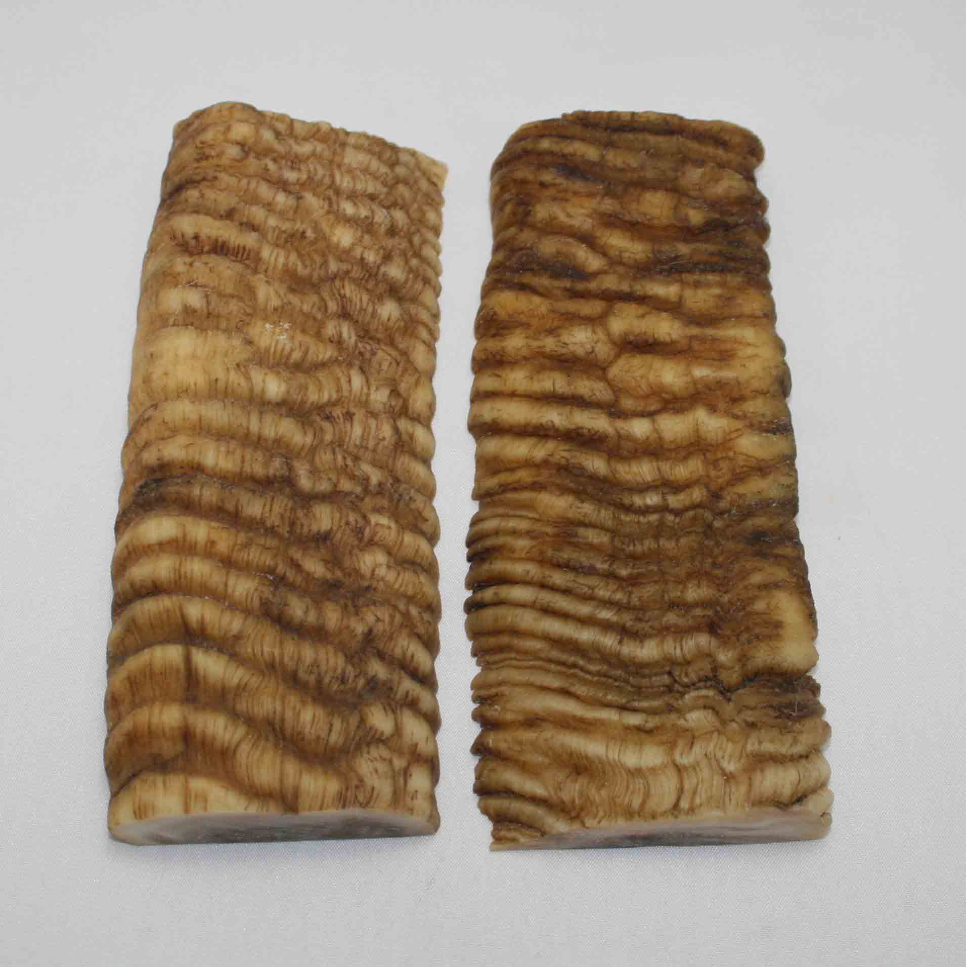 NB902LG33 Merino Ram Horn Scales LARGE - Jantz Supply